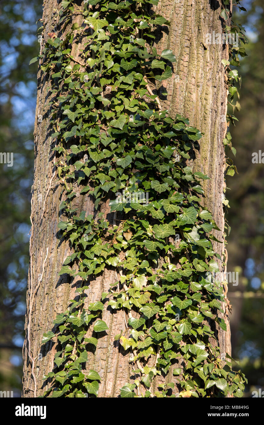 Tree trunk covered with creepers Hedera helix Stock Photo - Alamy