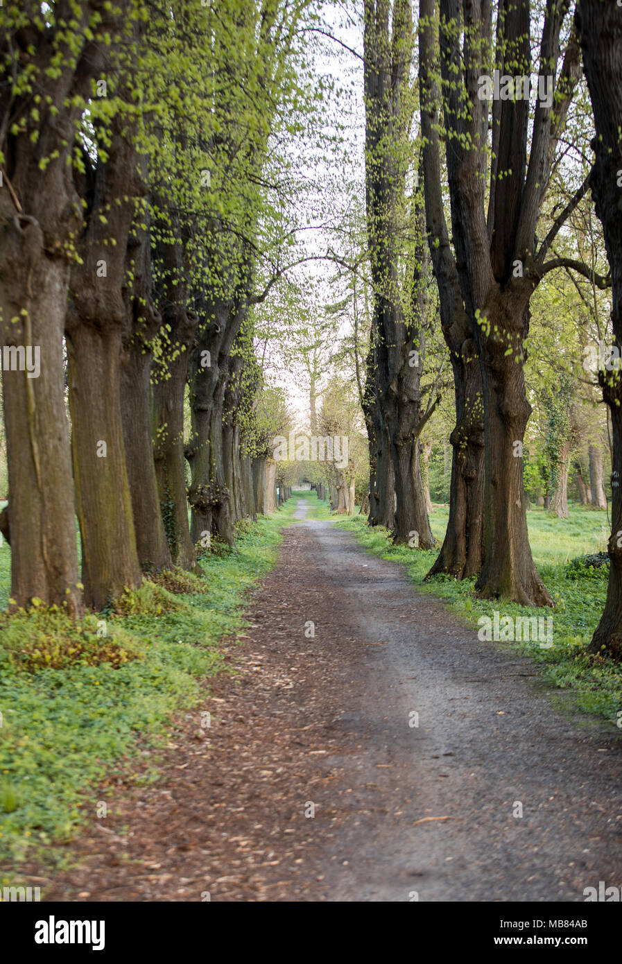 Romantic and mysterious alley path with old big trees in park. Beauty ...