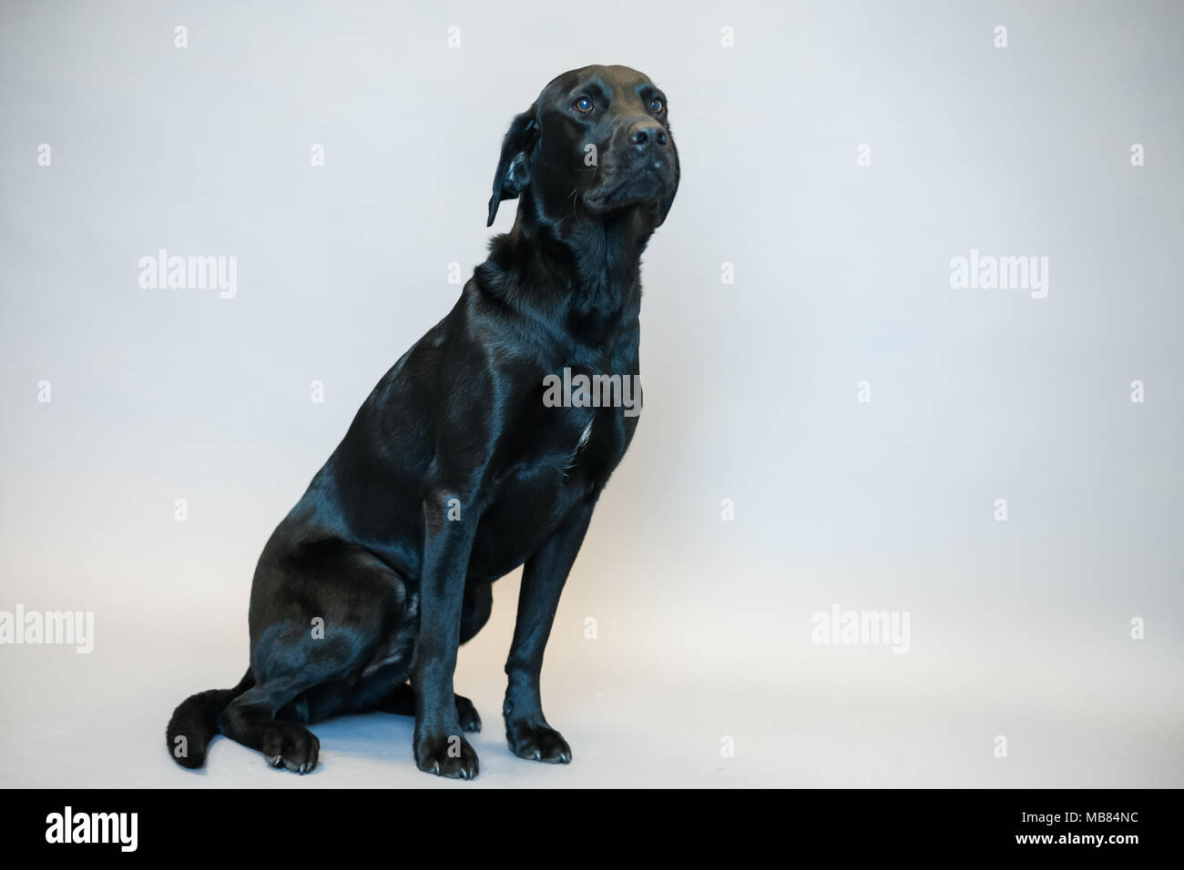 Black Labrador Portrait in a Studio with grey background Stock Photo ...