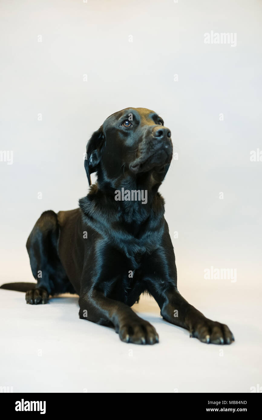 Black Labrador Portrait in a Studio with grey background Stock Photo ...