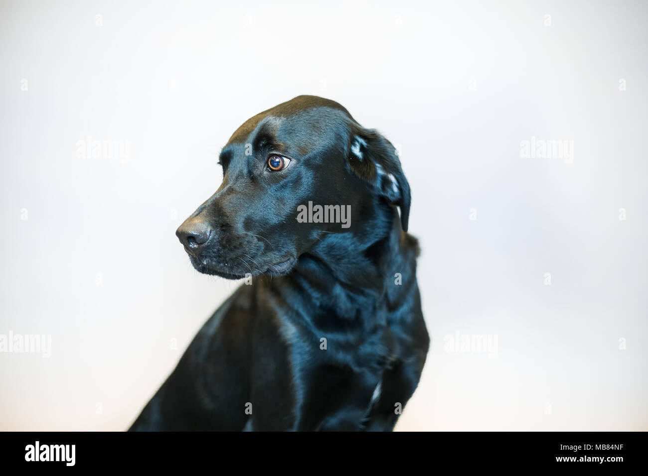 Black Labrador Portrait in a Studio with grey background Stock Photo ...