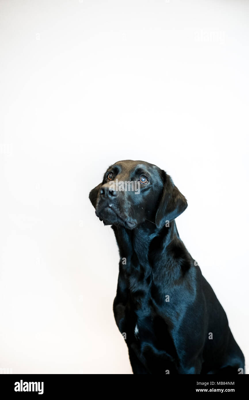 Black Labrador Portrait in a Studio with grey background Stock Photo ...
