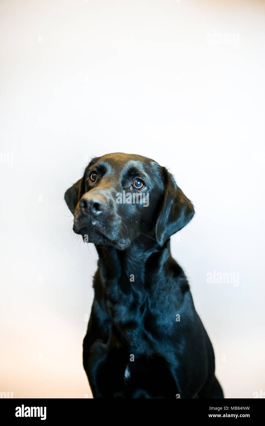 Black Labrador Portrait in a Studio with grey background Stock Photo ...
