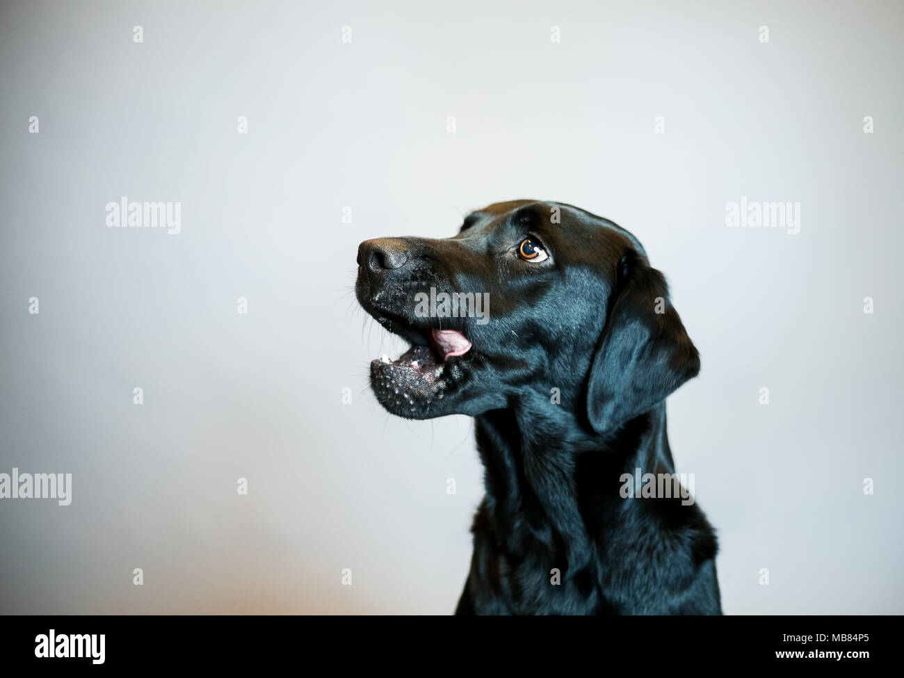 Black Labrador Portrait in a Studio with grey background Stock Photo ...