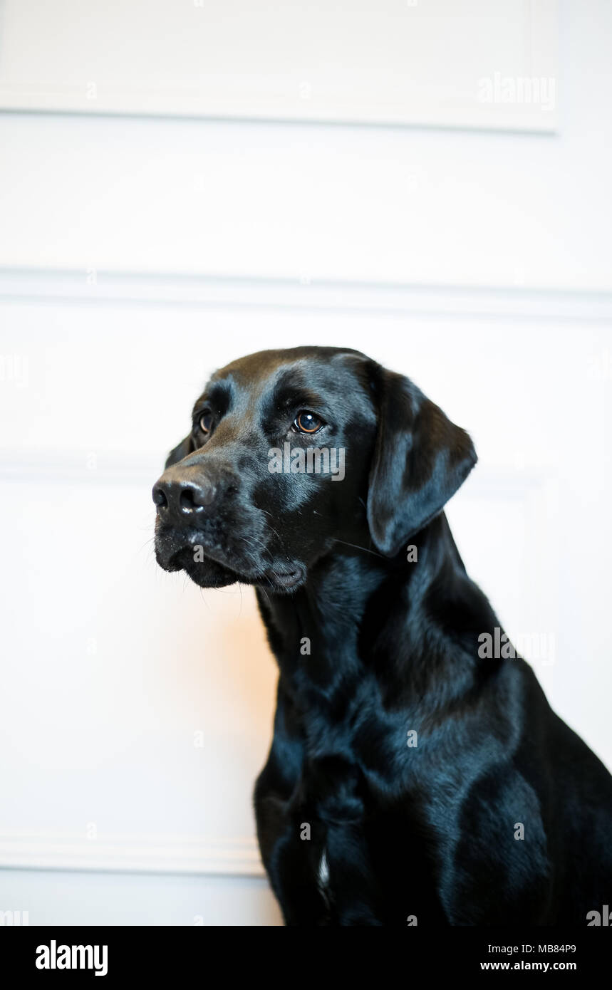 Black Labrador Portrait in a Studio with grey background Stock Photo ...
