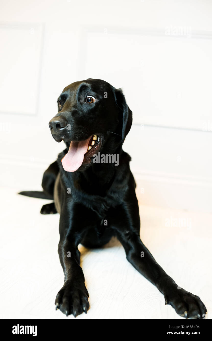 Black Labrador Portrait in a Studio with grey background Stock Photo ...