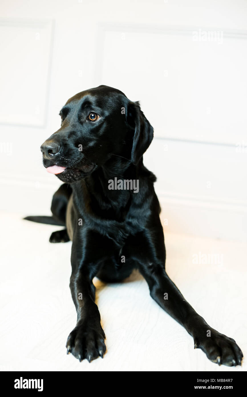 Black Labrador Portrait in a Studio with grey background Stock Photo ...