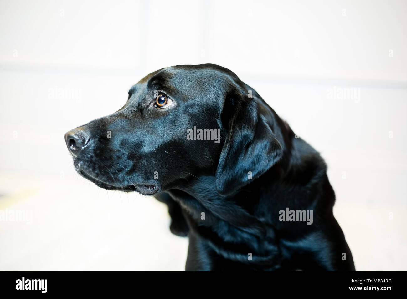 Black Labrador Portrait in a Studio with grey background Stock Photo ...