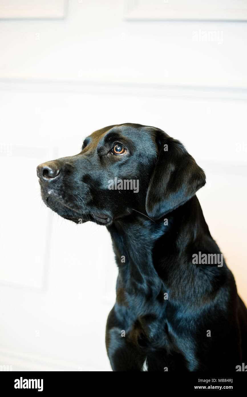 Black Labrador Portrait in a Studio with grey background Stock Photo ...