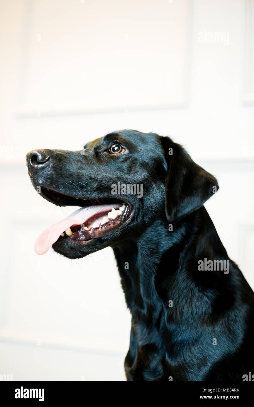 Black Labrador Portrait in a Studio with grey background Stock Photo ...