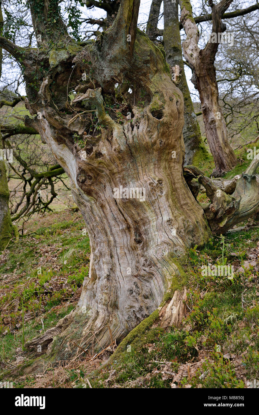 Old Dead Sessile Oak Tree - Quercus petraea Hodder's Combe, Quantock ...