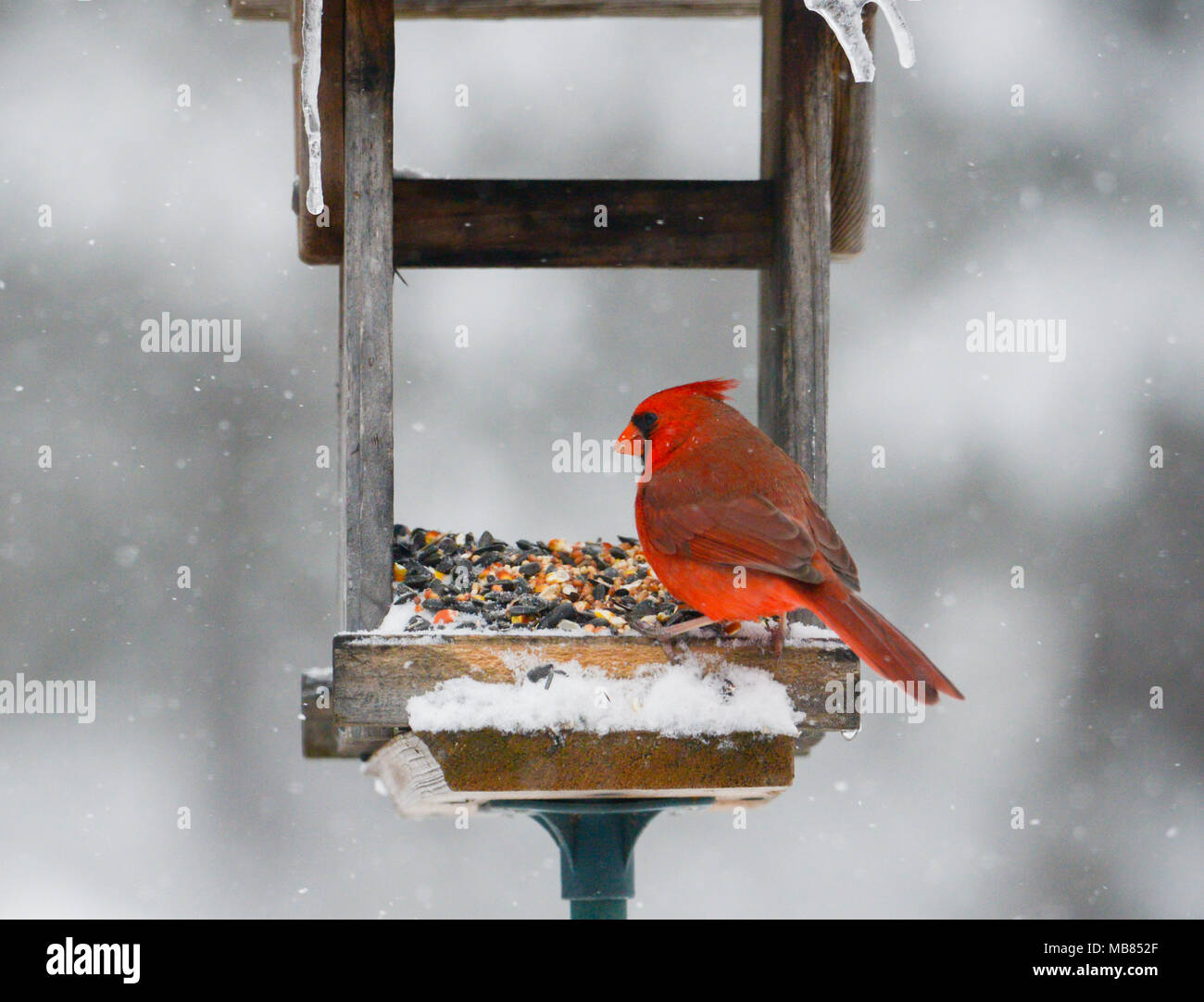 Cardinal with snow in the beak hi-res stock photography and images - Alamy