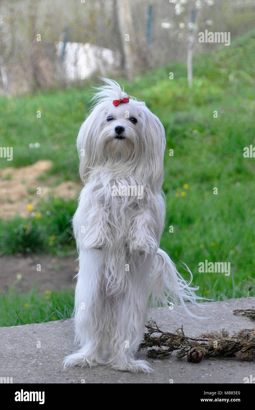 the maltese dog stands on two legs Stock Photo - Alamy