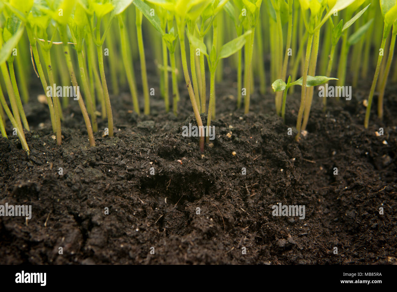 close up of small green seedlings growing inside of a greenhouse Stock ...