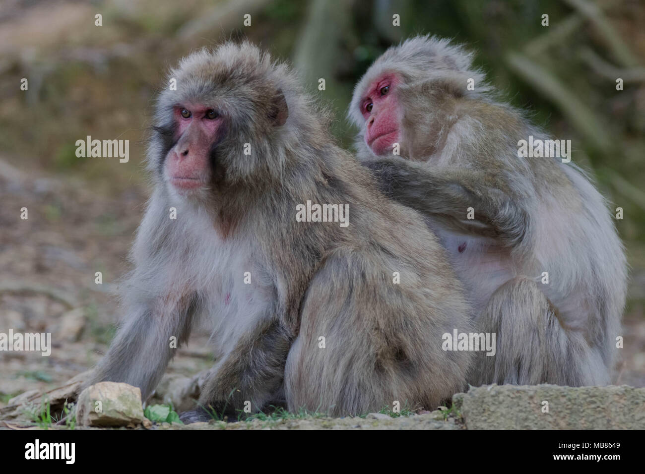 Japanese macaque monkeys in the grounds of Iwatayama Monkey Park in ...