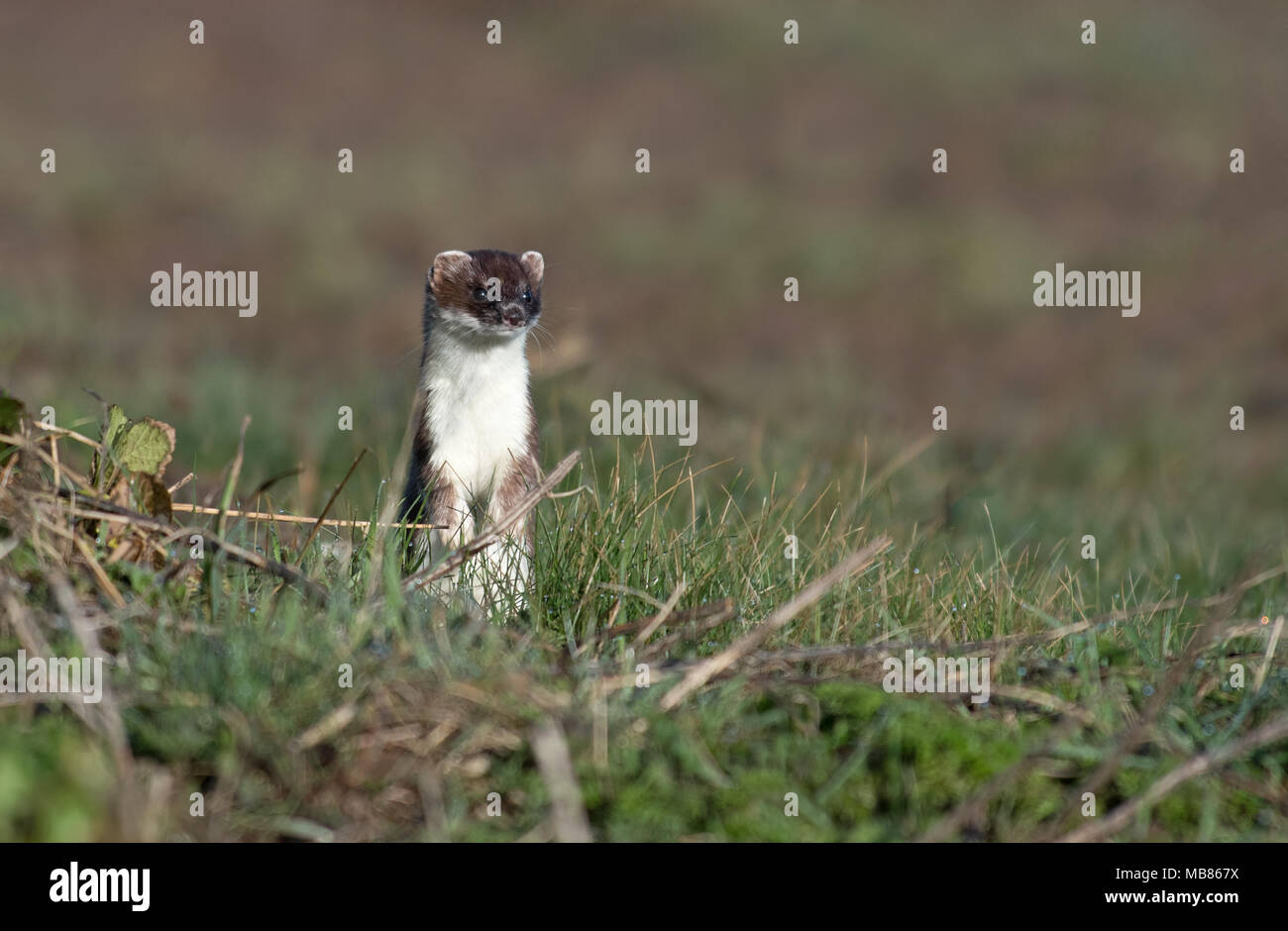 English stoat hi-res stock photography and images - Alamy