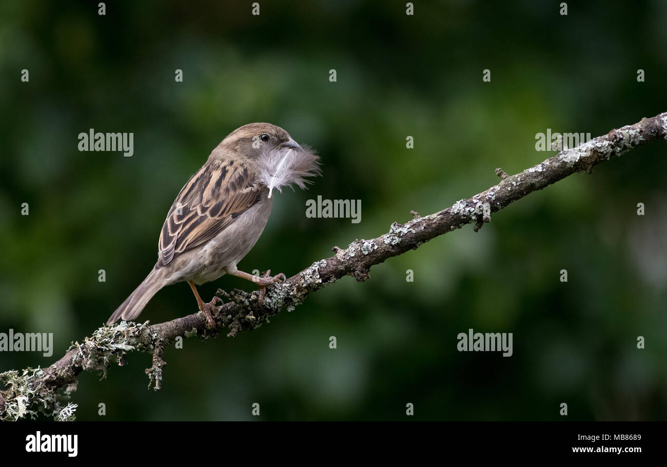 Female passer domesticus hi-res stock photography and images - Alamy