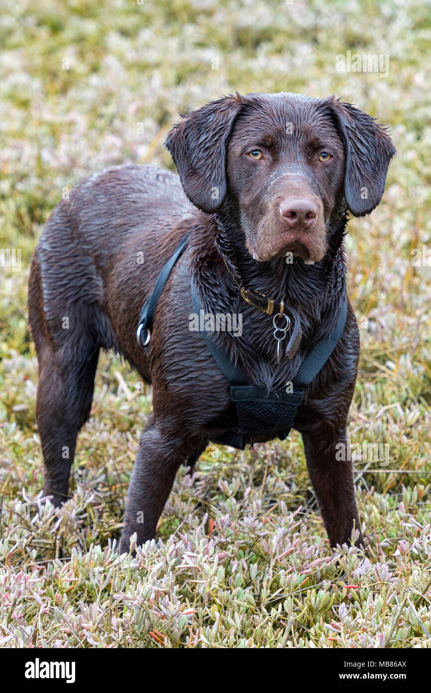 Labradinger hi-res stock photography and images - Alamy