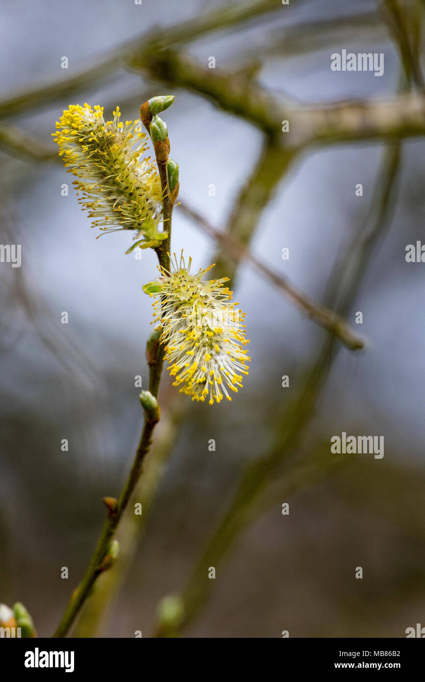 female catkins in a hedgerow in the british countryside in springtime ...