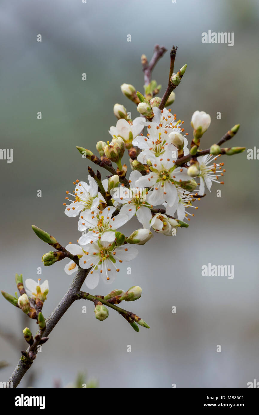 Pink and white hawthorn blossom and buds in a hedgerow in the ...