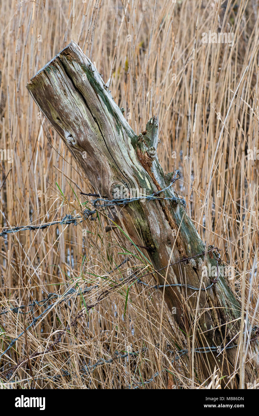An old wooden rotten post among some reed beds at the side of a tidal ...