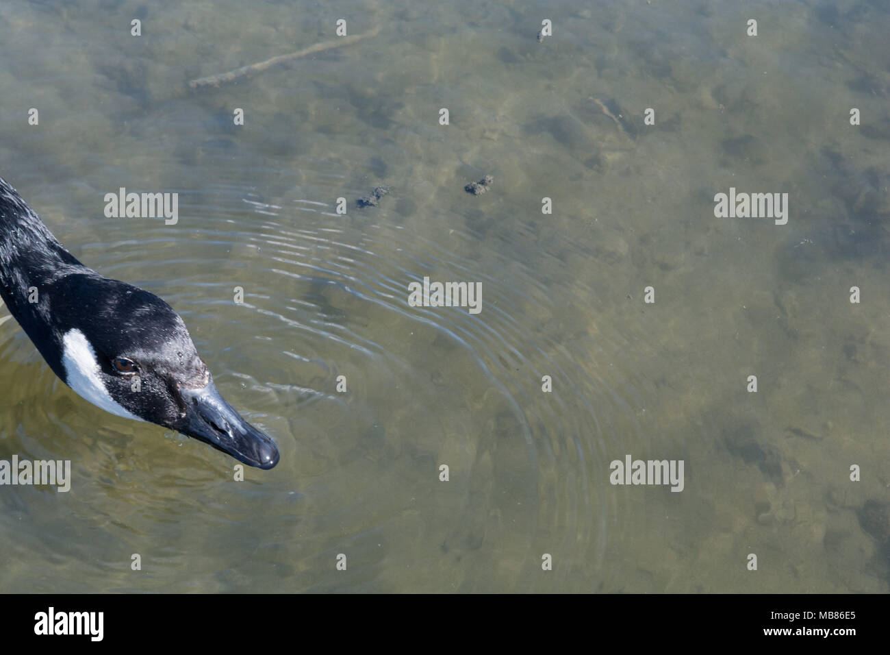 Duck drinking water close up in a pond Stock Photo - Alamy