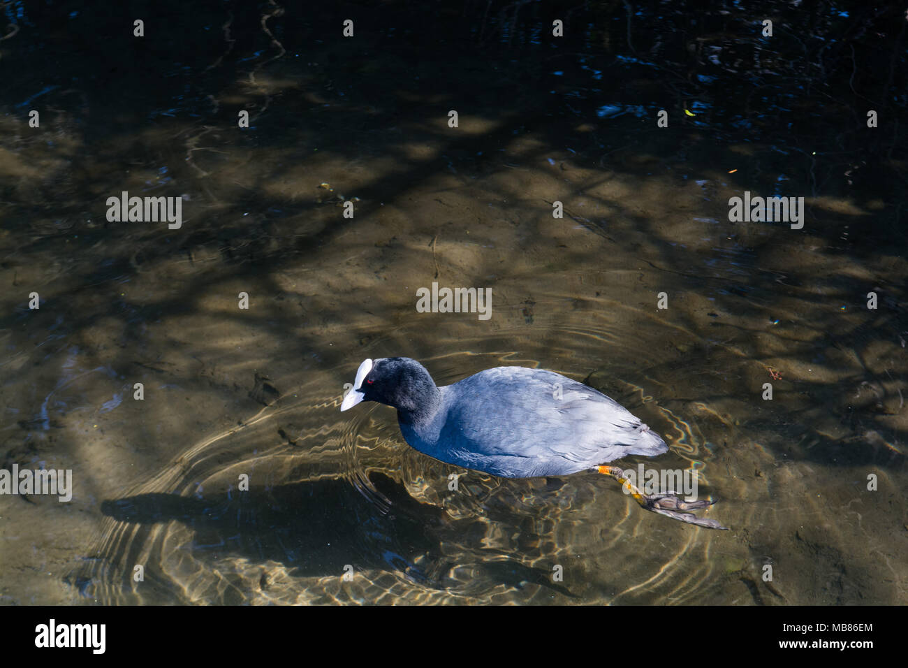 Water mongoose hi-res stock photography and images - Alamy