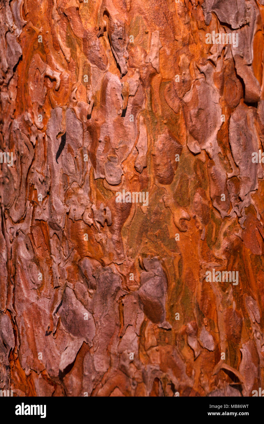 background, texture - amber-red scaly pine bark lit by the sun Stock ...