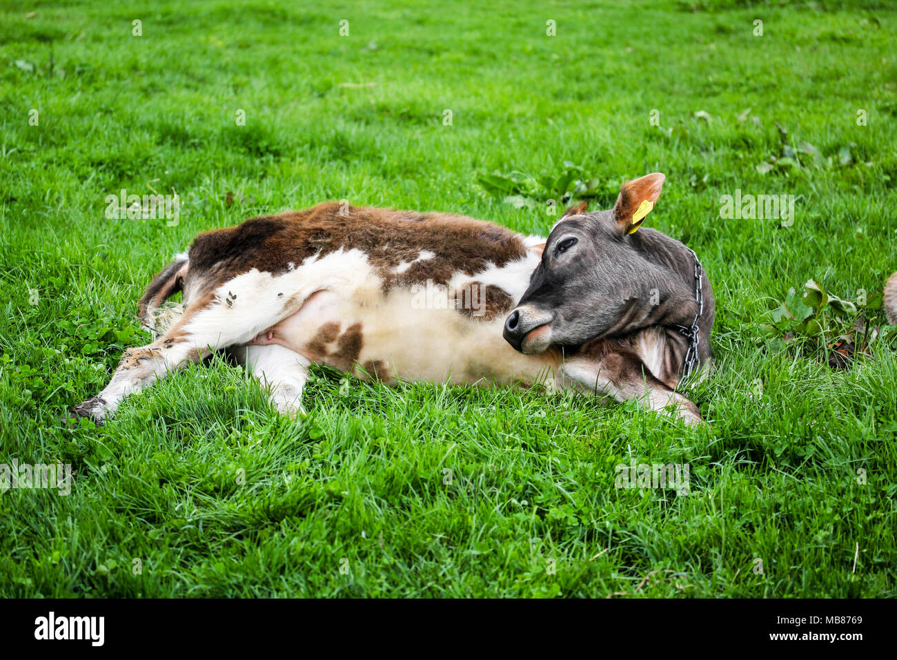 A dairy cow relaxing on the farm Stock Photo - Alamy