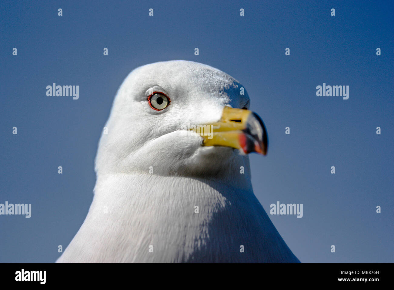 Stare at seagull hi-res stock photography and images - Alamy