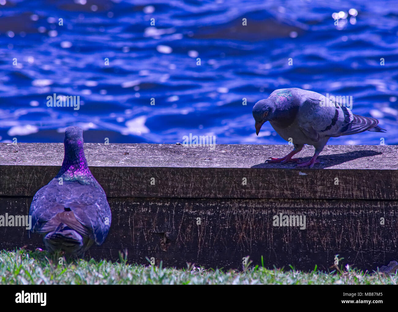doves at Hamilton lake, NZ Stock Photo - Alamy