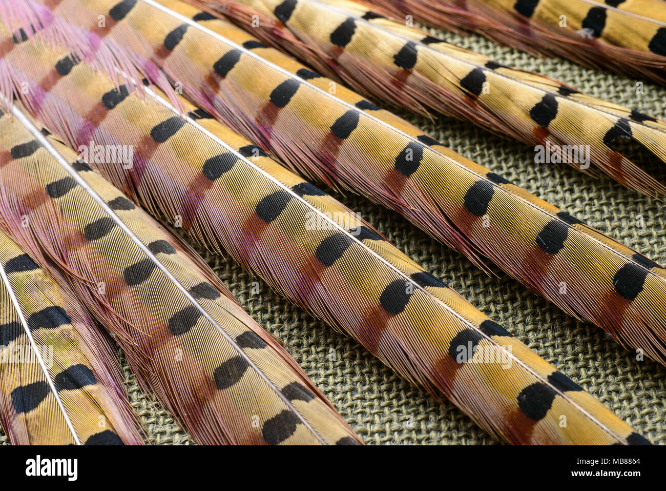 Native feather nature hi-res stock photography and images - Alamy