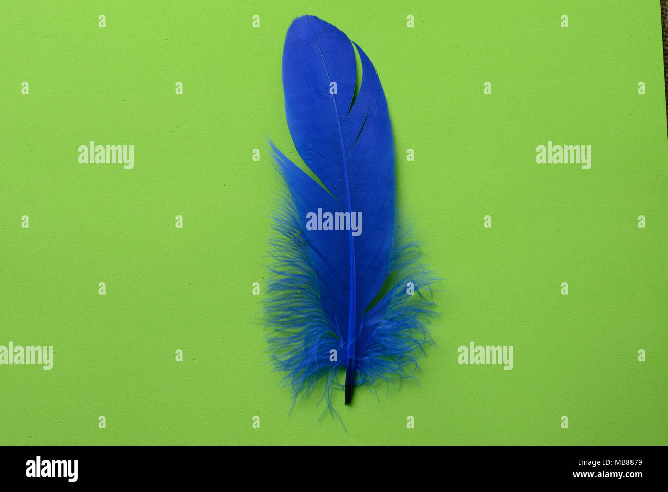 Bright colorful feather Stock Photo - Alamy