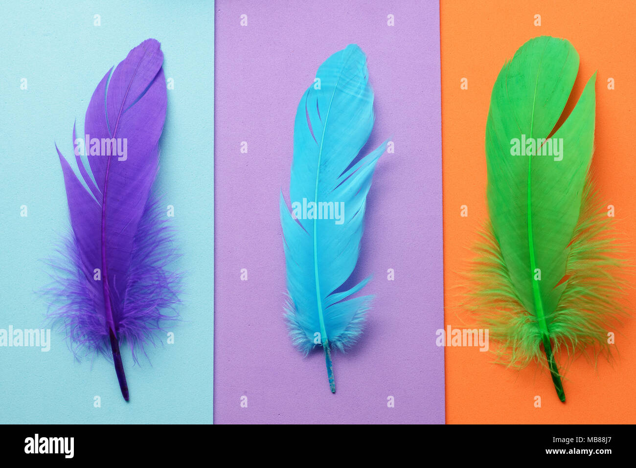 Bright colorful feather Stock Photo - Alamy