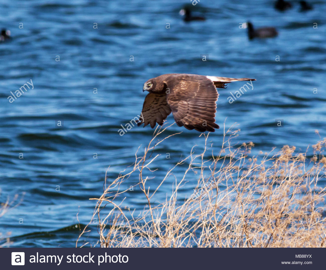 Female Marsh Hawk With Prey High Resolution Stock Photography and ...