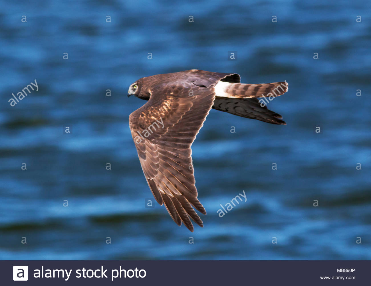 Female Harrier High Resolution Stock Photography and Images - Alamy
