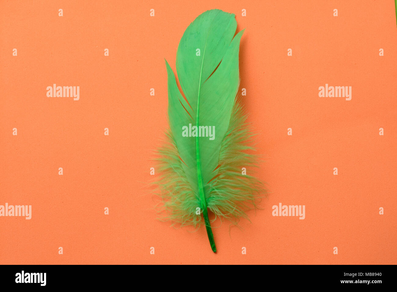 Bright colorful feather Stock Photo - Alamy