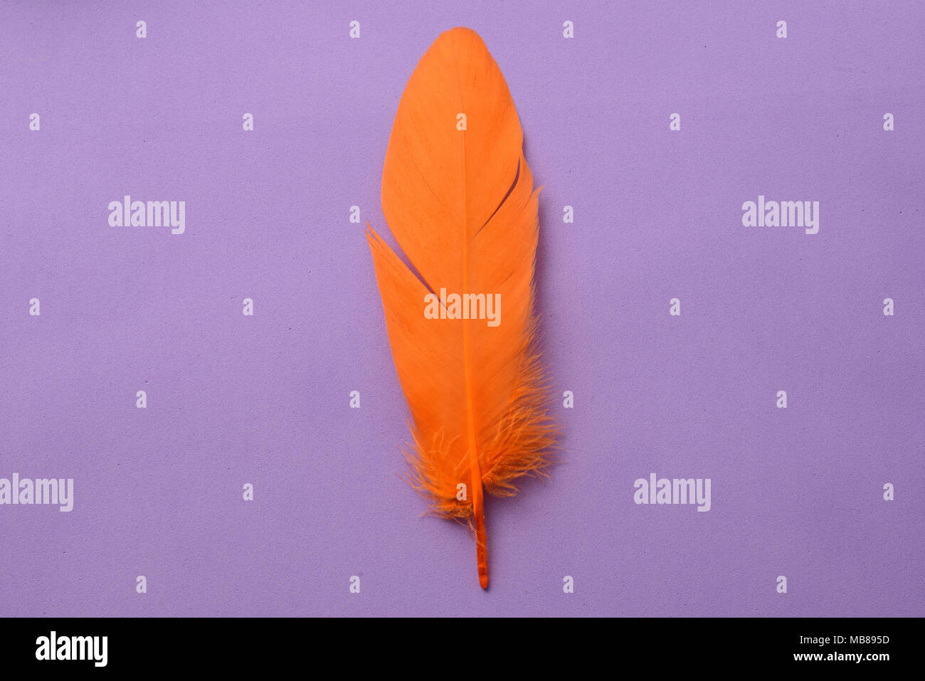 Bright colorful feather Stock Photo - Alamy