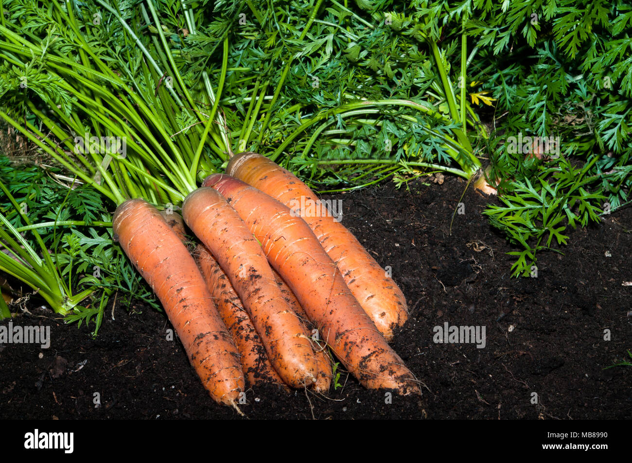 Round carrots garden hi-res stock photography and images - Alamy