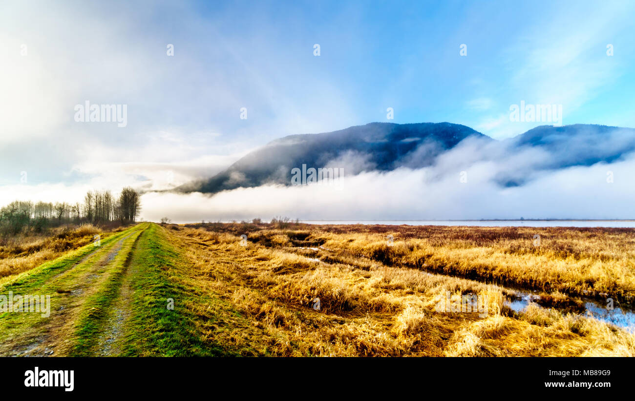 Fog hanging over the Pitt River and the waters of Pitt-Addington Marsh ...
