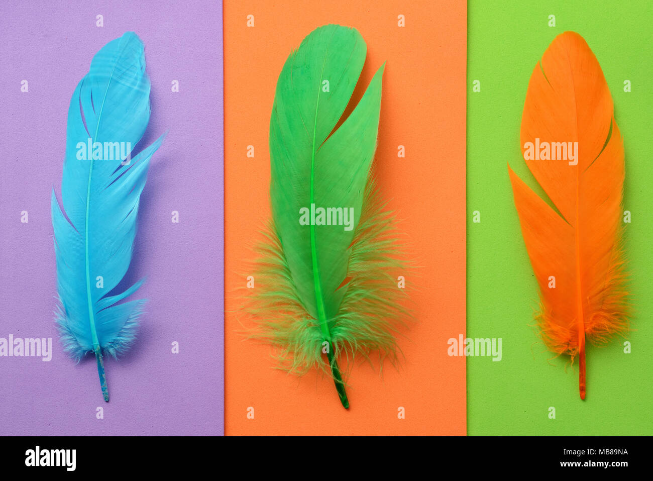 Bright colorful feather Stock Photo - Alamy