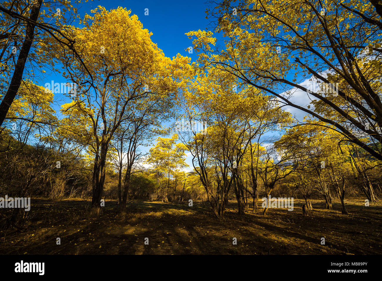 Trees of guayacán in flowering season. Ecuador, Loja Stock Photo - Alamy
