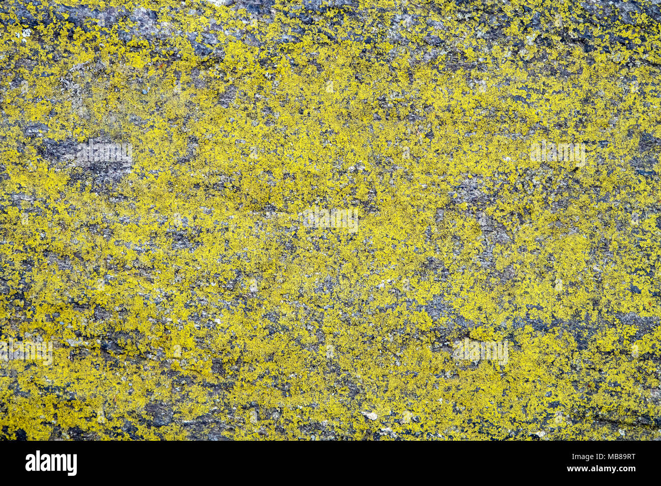 Gross texture hi-res stock photography and images - Alamy