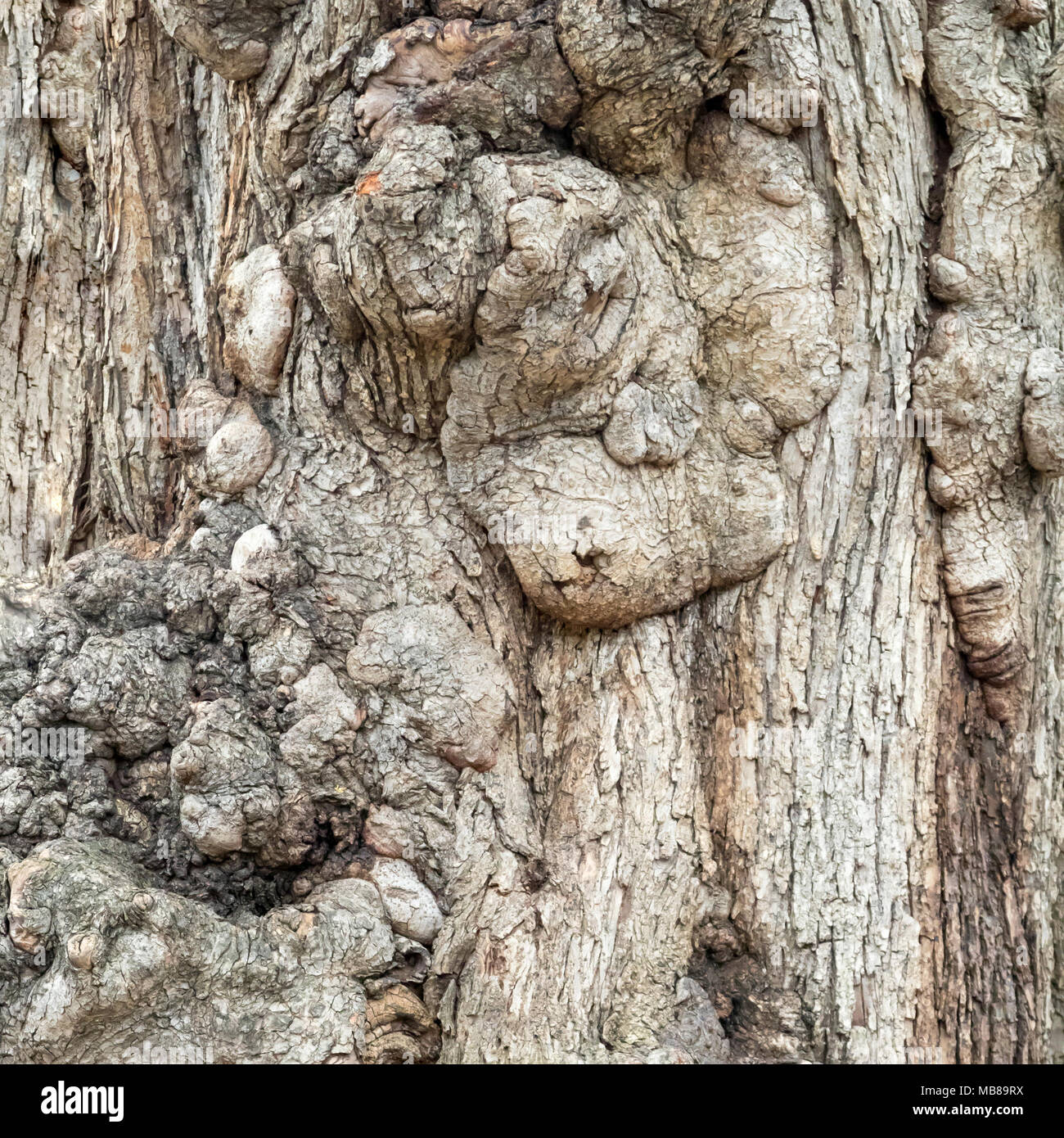 Old distressed tree bark texture background Stock Photo - Alamy
