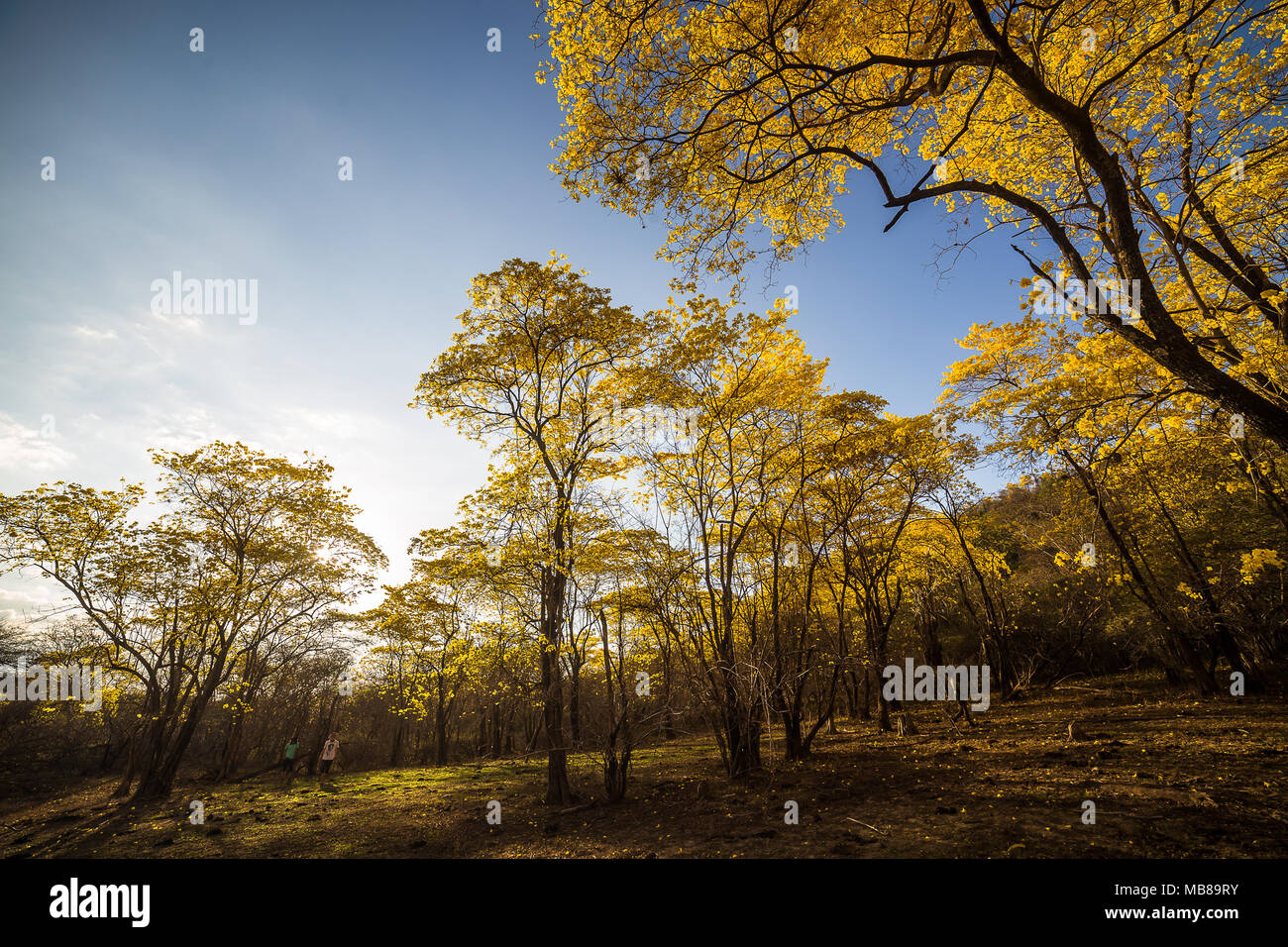 Trees of guayacán in flowering season. Ecuador, Loja Stock Photo - Alamy
