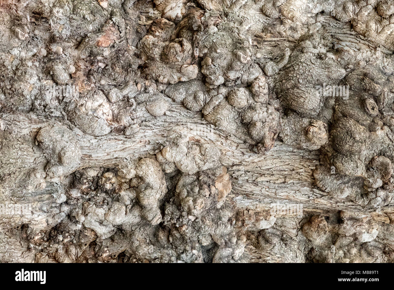 Knotty tree hi-res stock photography and images - Alamy