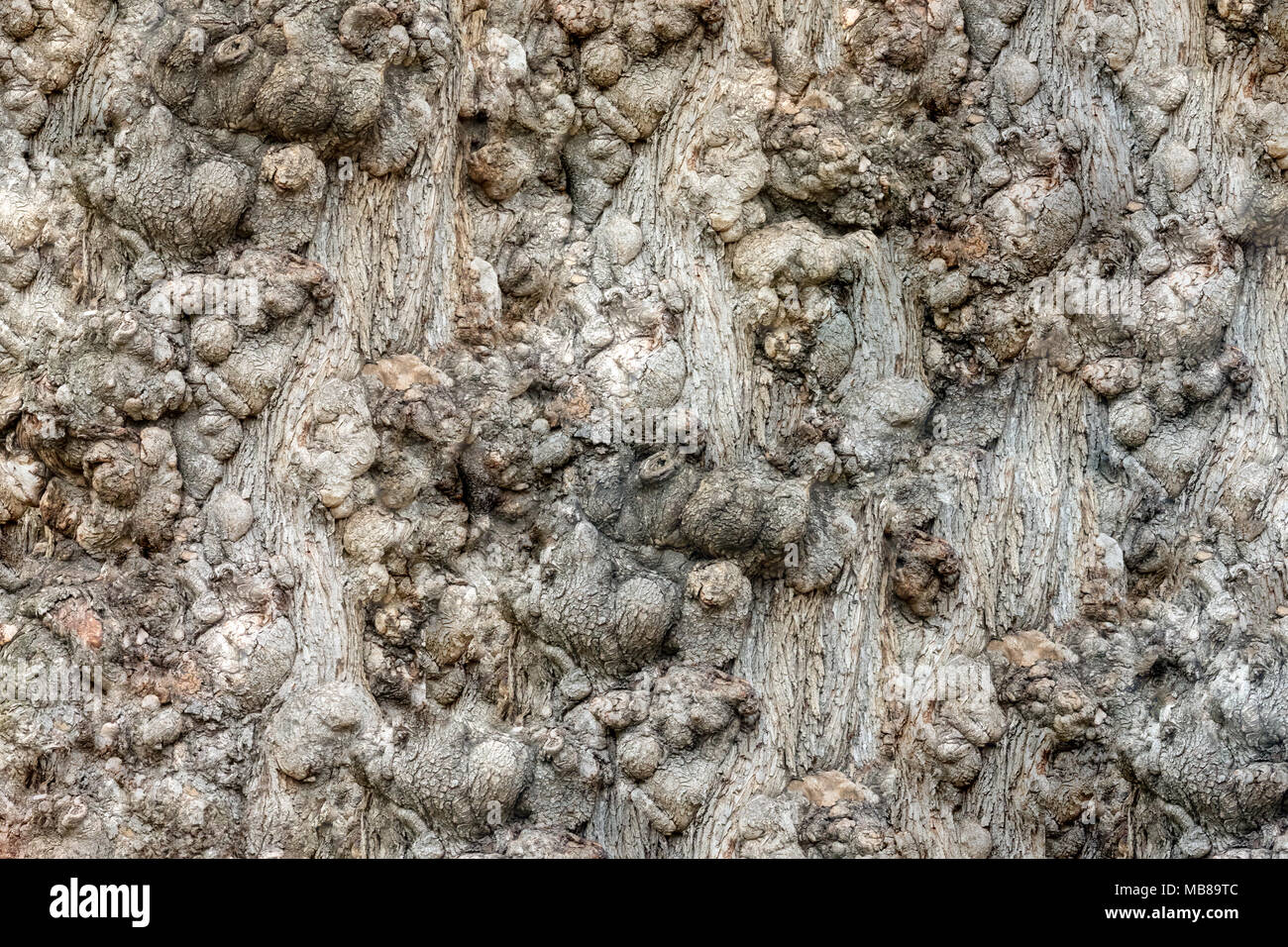 Knotty texture hi-res stock photography and images - Alamy
