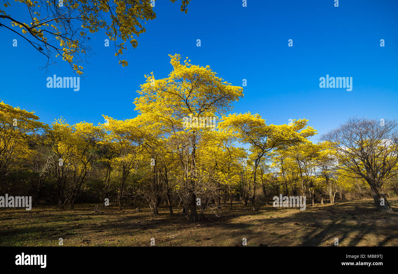 Trees of guayacán in flowering season. Ecuador, Loja Stock Photo - Alamy