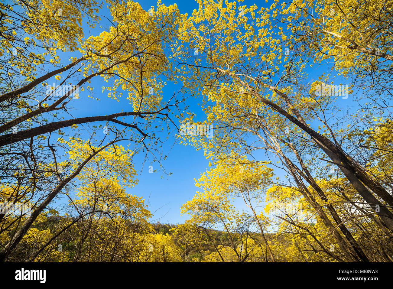 Trees of guayacán in flowering season. Ecuador, Loja Stock Photo - Alamy