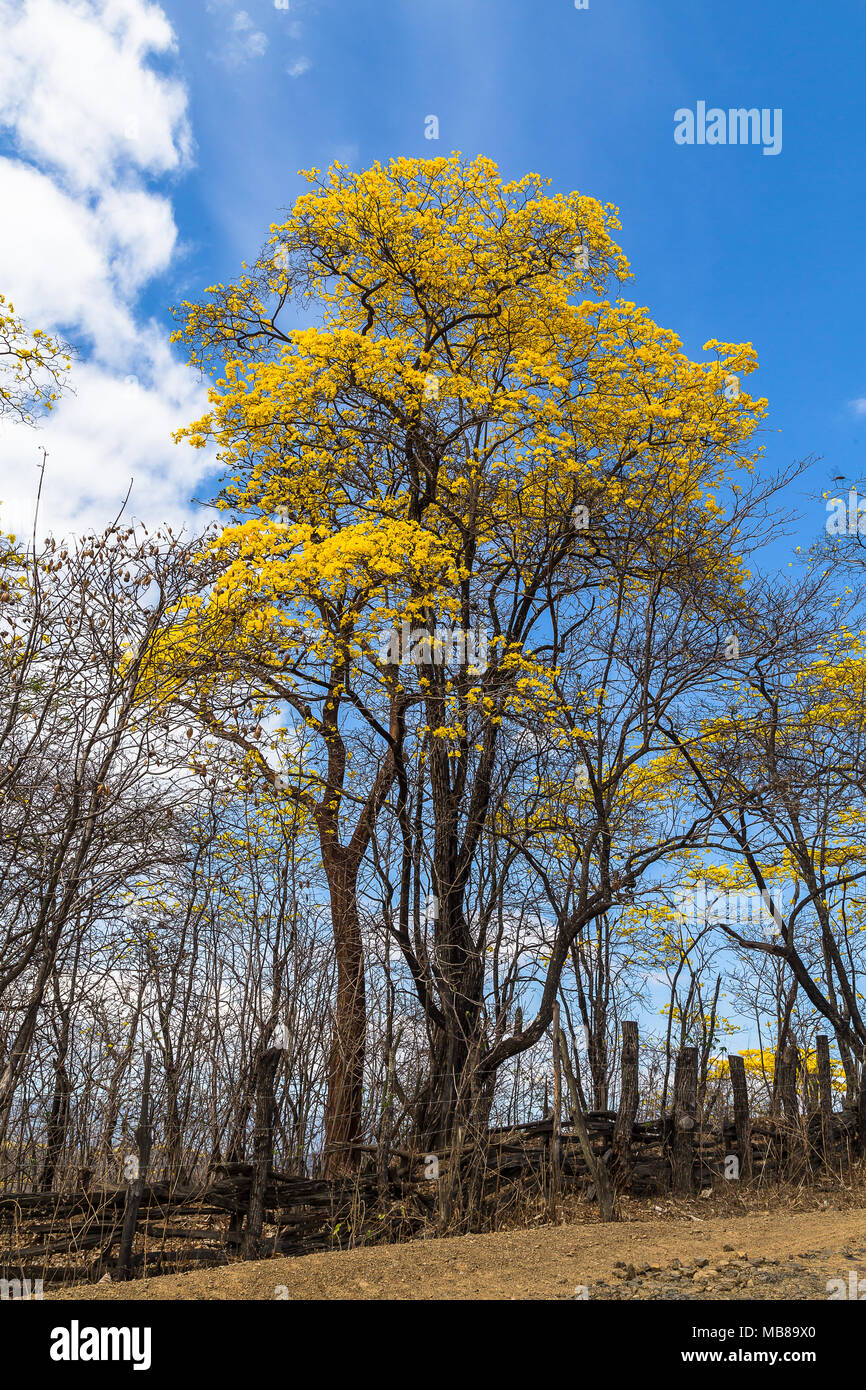 Trees of guayacán in flowering season. Ecuador, Loja Stock Photo - Alamy